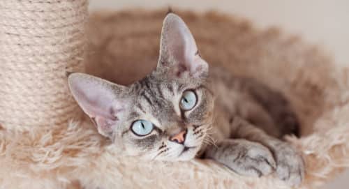 Katzenbabys – Babykatzen aus dem Tierheim | Tierheim Verzeichnis